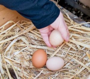 How To Protect Chickens from Hawks, 11 Best Ways You Can Try!