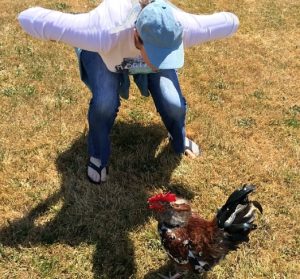 How to Catch A Chicken Without Spending So Much Energy