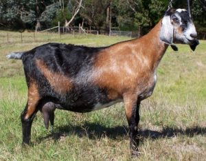 How Long Do Goats Live? Find Here to Learn Their Lifespan