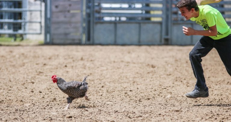 How to Catch A Chicken Without Spending So Much Energy