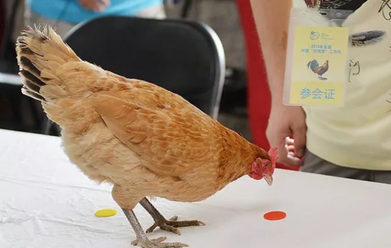 How to Catch A Chicken Without Spending So Much Energy