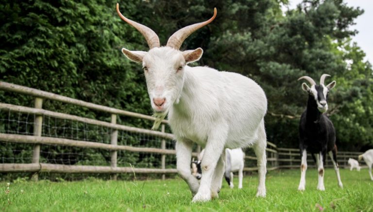 How Long Do Goats Live? Find Here to Learn Their Lifespan