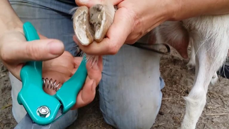 How to Trim Goat Hooves in Easy Ways - Hairston Creek Farm