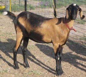 How Long Do Goats Live? Find Here to Learn Their Lifespan