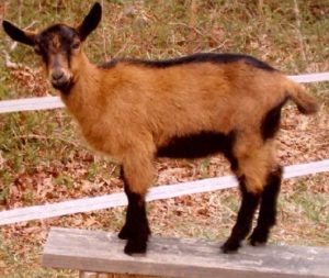 How Long Do Goats Live? Find Here to Learn Their Lifespan