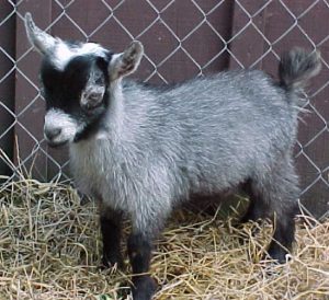 How Long Do Goats Live? Find Here to Learn Their Lifespan