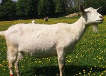 How Long Do Goats Live? Find Here to Learn Their Lifespan
