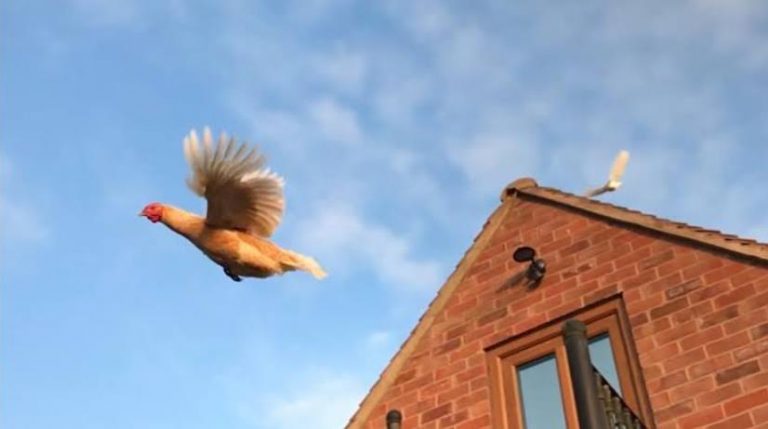Can Chickens Fly? Facts and Myths - Hairston Creek Farm