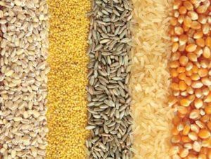 What Do Sheep Eat? Here Is The List - Hairston Creek Farm