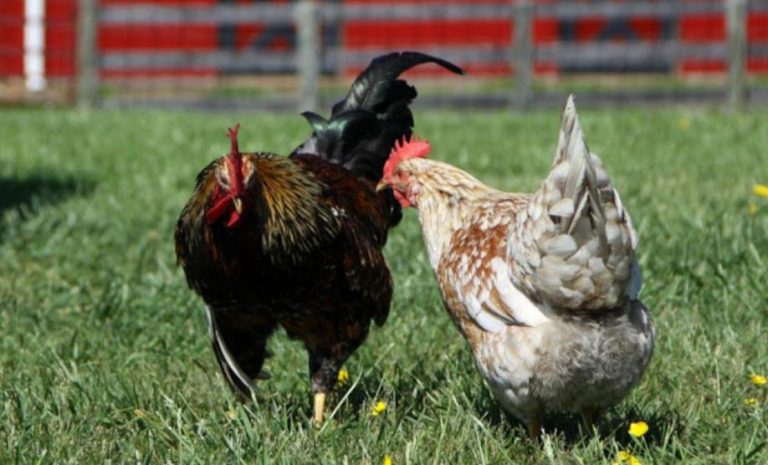 How Do Chickens Mate to Get Fertilized - Hairston Creek Farm
