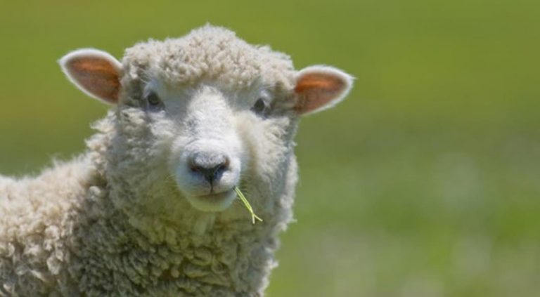 What Do Sheep Eat? Here Is The List - Hairston Creek Farm