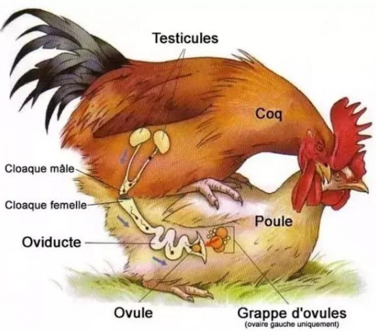 How Do Chickens Mate To Get Fertilized Hairston Creek Farm