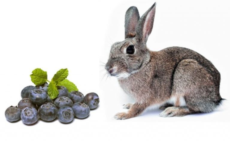Can Rabbits Eat Blueberries? And Facts You Should Know!