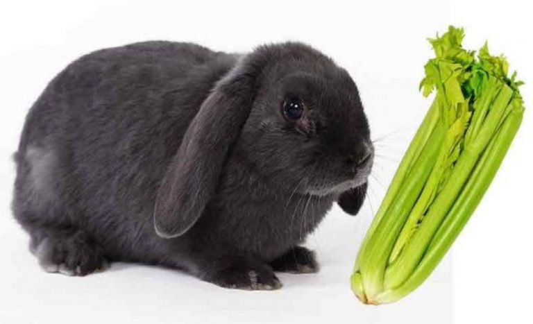 Can Rabbits Eat Celery? And Facts You Should Know!