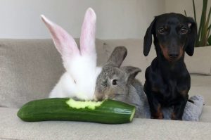 Can Rabbits Eat Cucumber? And In What Quantity?