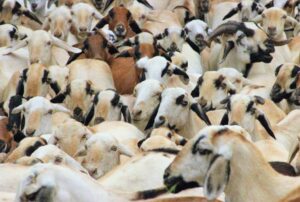 Can Goats Eat Pumpkin? and Pumpkin Benefits - Hairston Creek Farm