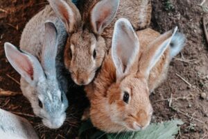 Can Rabbits Eat Lettuce? A Comprehensive Guide - Hairston Creek Farm