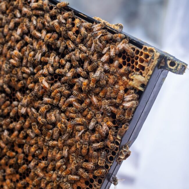 What Do Honey Bees Eat? An In-Depth Exploration - Hairston Creek Farm