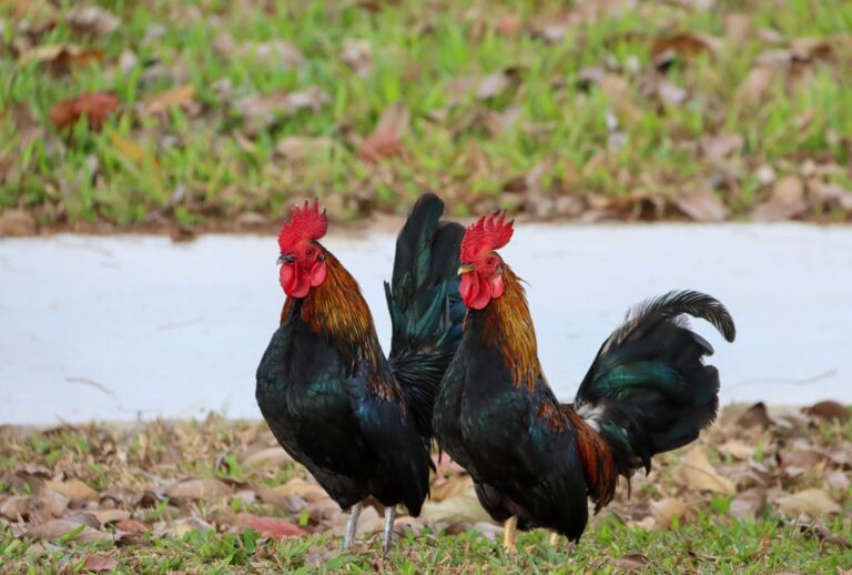 When Do Roosters Start Crowing? Find the Facts Here! - Hairston Creek Farm